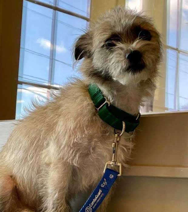Adoptable Dogs