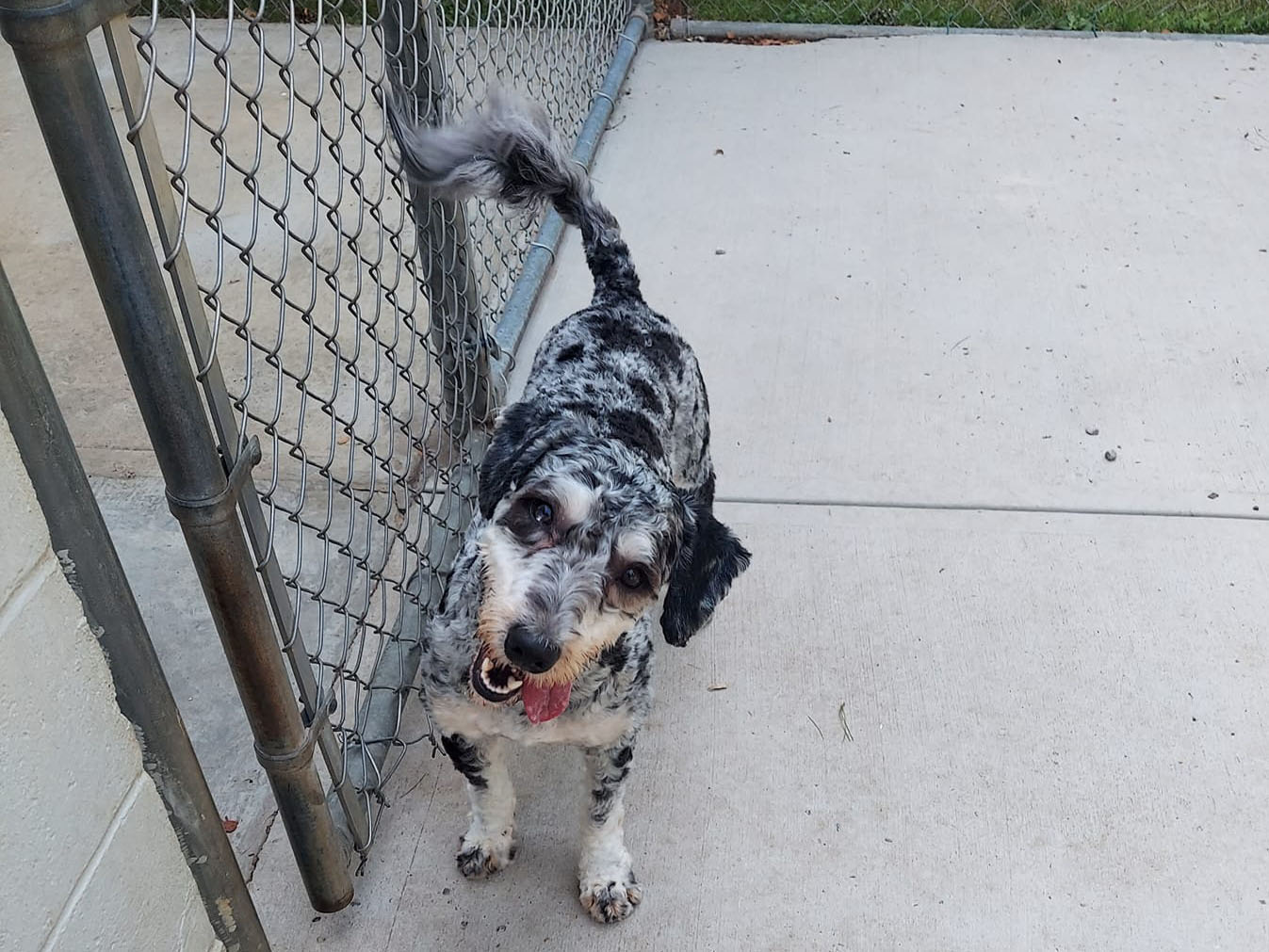 Adoptable Dogs
