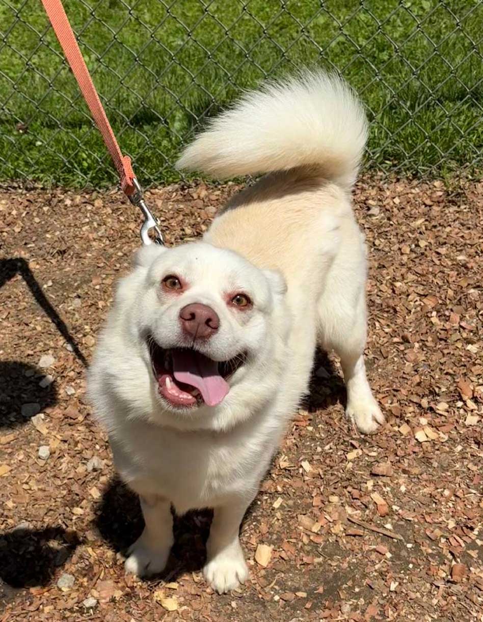 Adoptable Dogs
