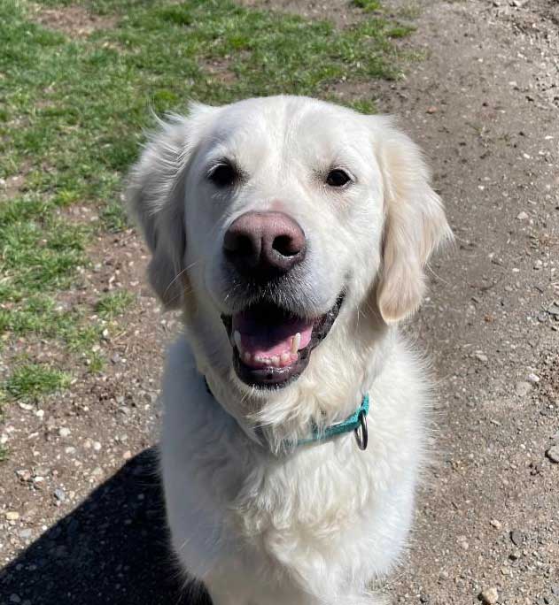 Adoptable Dogs