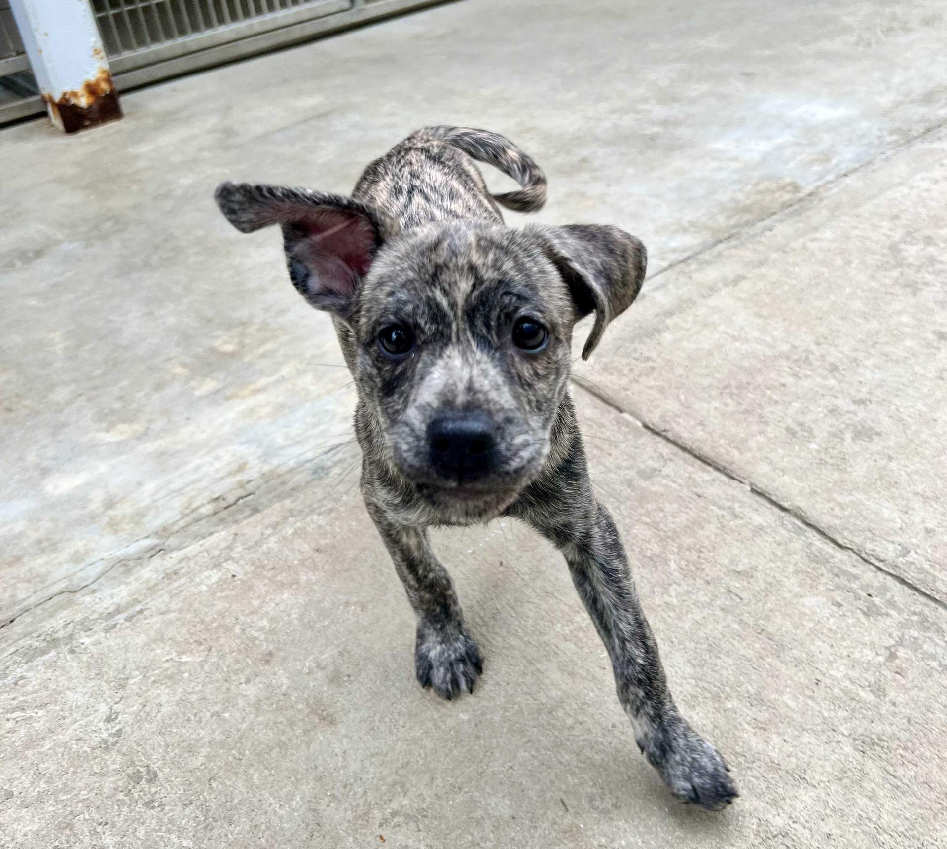 Adoptable Dogs