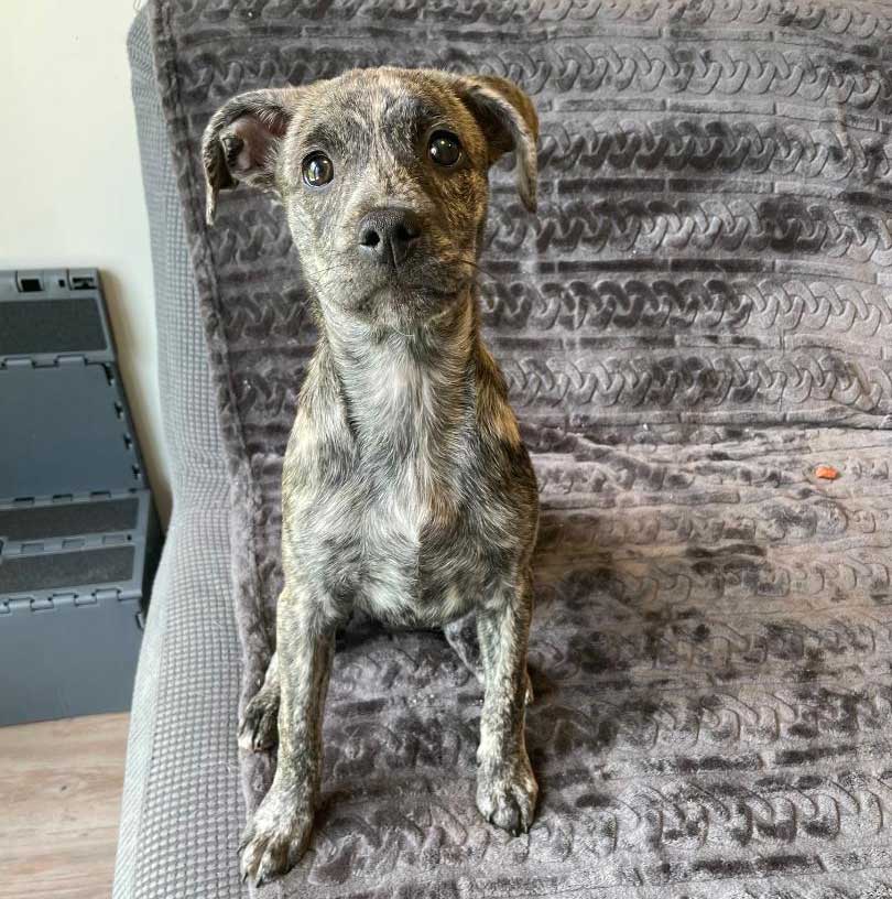 Adoptable Dogs