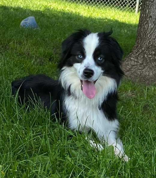 Adoptable Dogs
