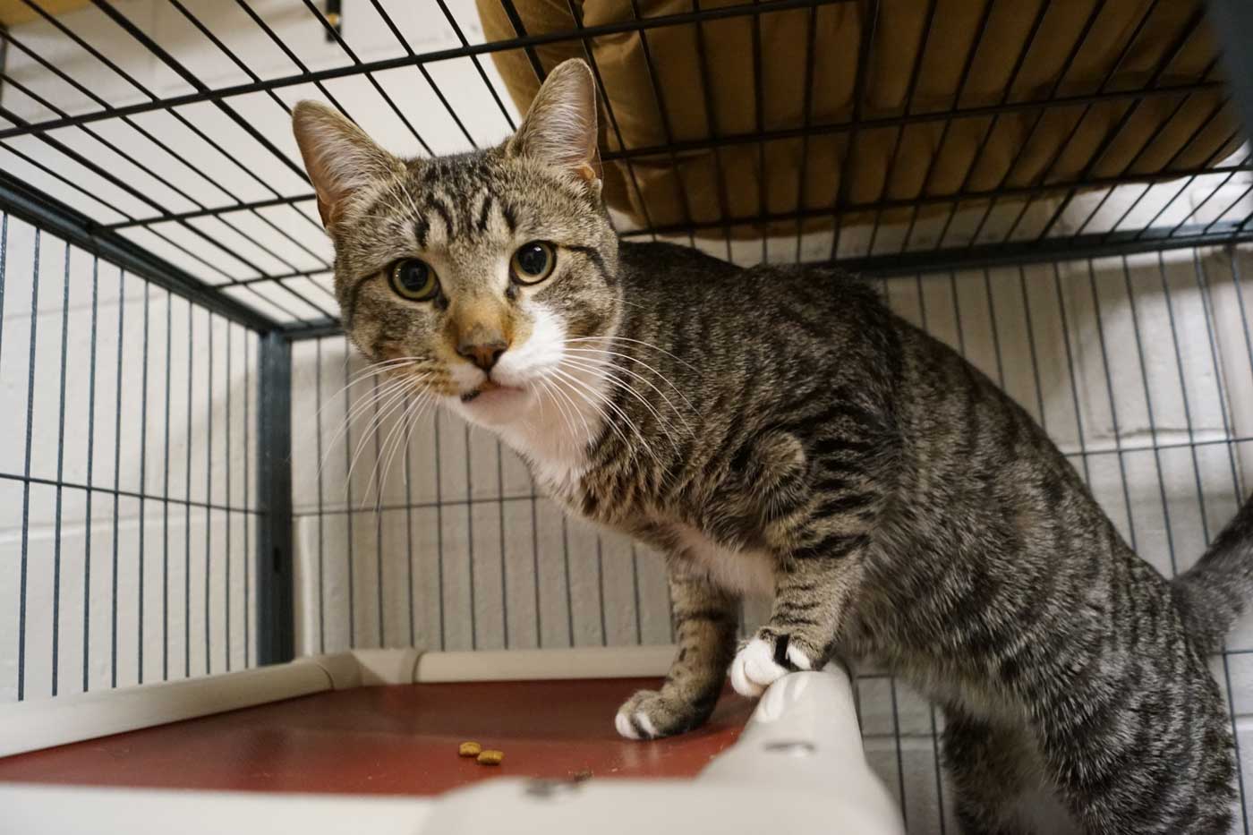 Adoptable Cats