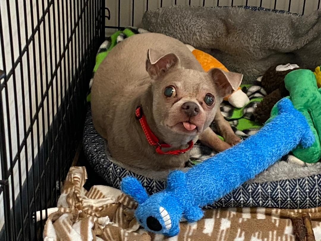 Adoptable Dogs