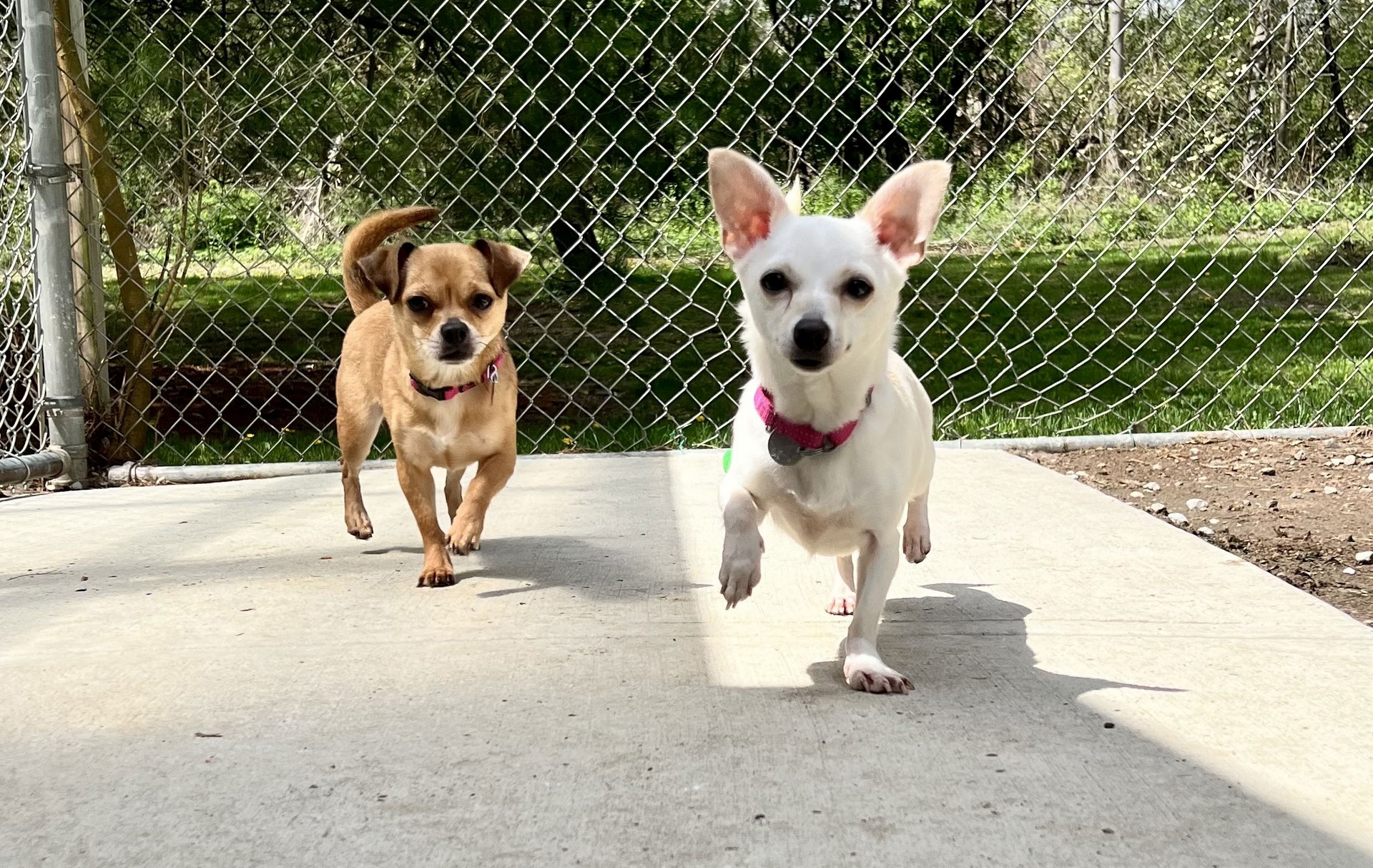 Adoptable Dogs