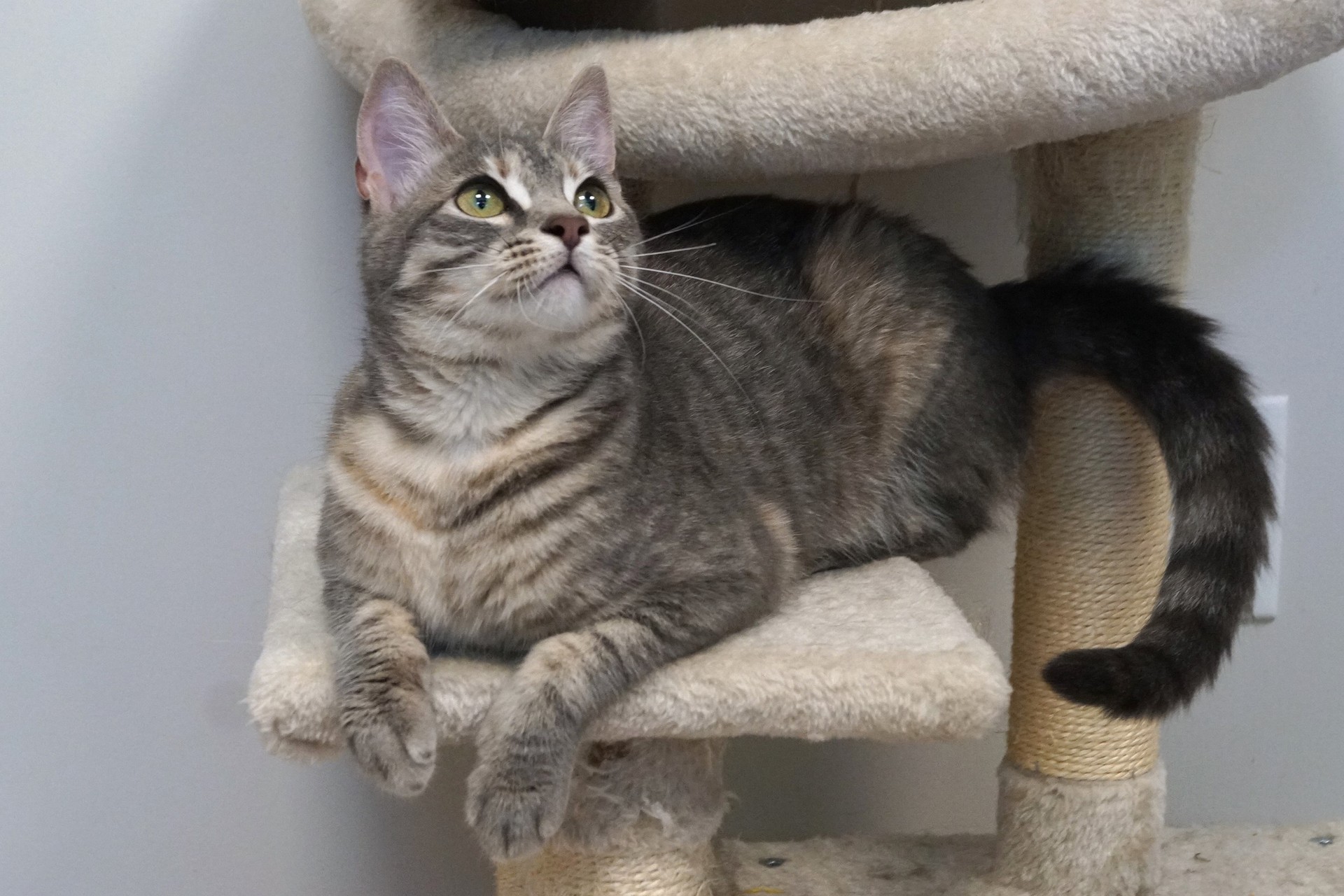 Adoptable Cats 2