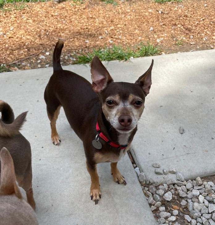 Adoptable Dogs