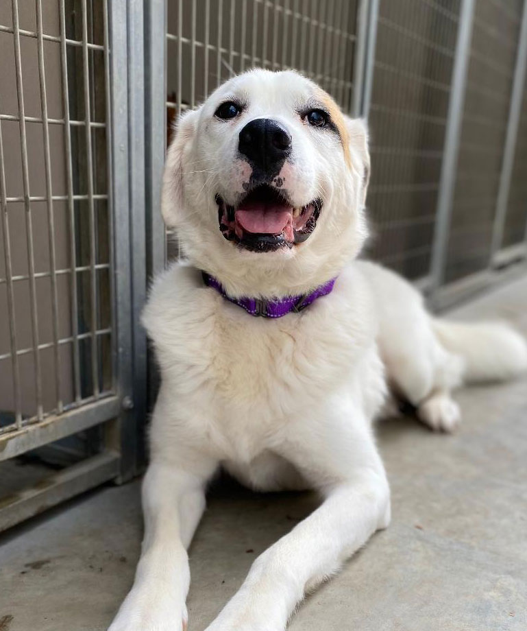 Adoptable Dogs